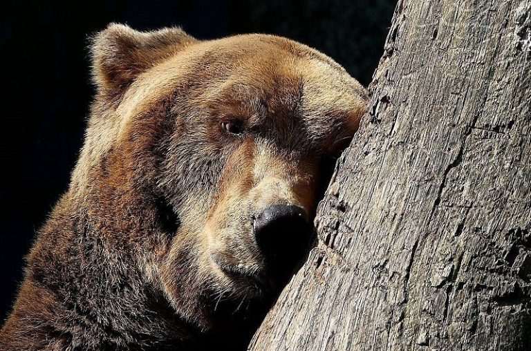 STRAVIČNO: Medvjed ubio berača gljiva - Fenix Magazin