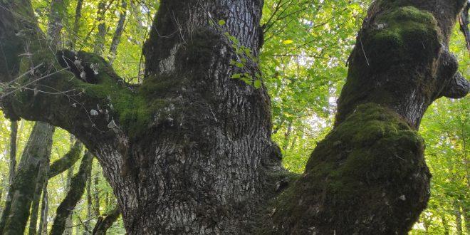STAR JE 250 GODINA: Hrast iz Drežničkog polja bori se za Europsko ...