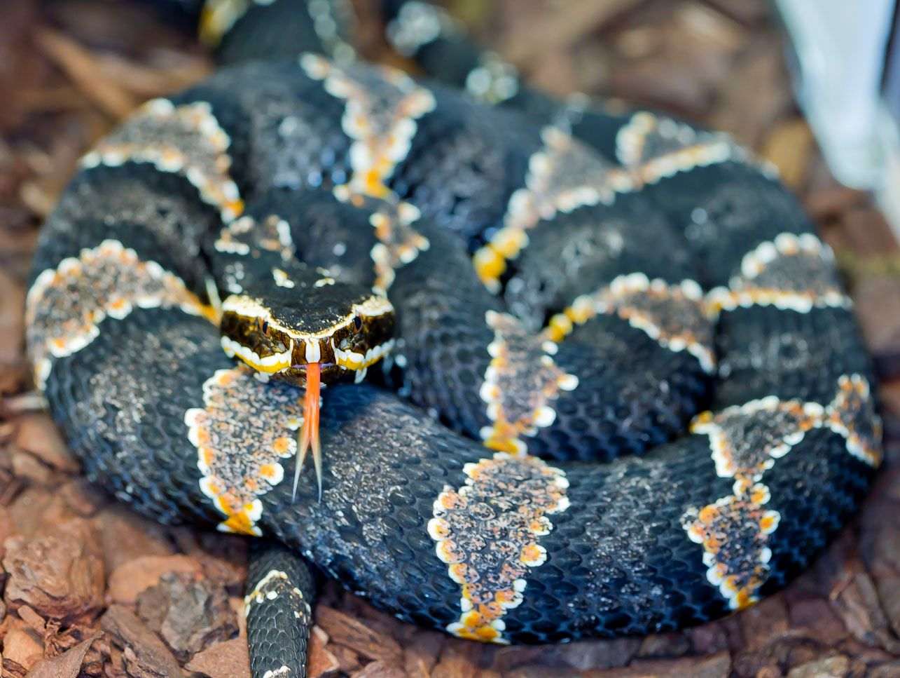 "UMRO SAM, ALI SAM SE VRATIO": Čovjek koji je preživio više od 200 ...